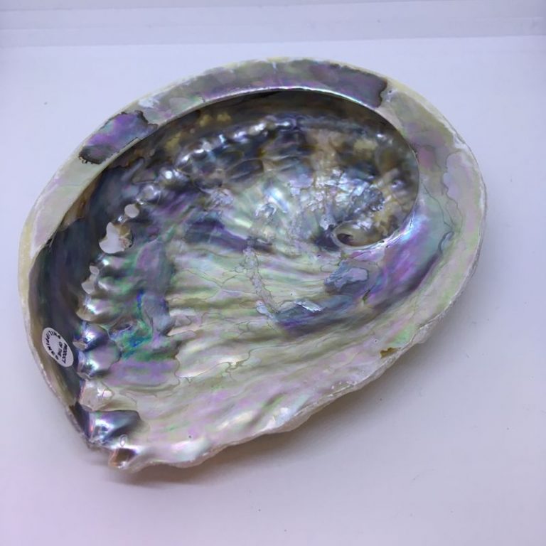 Abalone Shell - Into the Mystic Shop