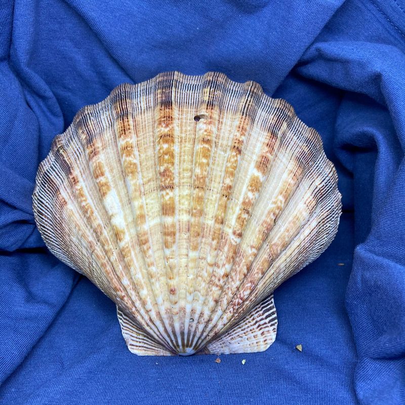 Lion's Paw Shell - Into the Mystic Shop