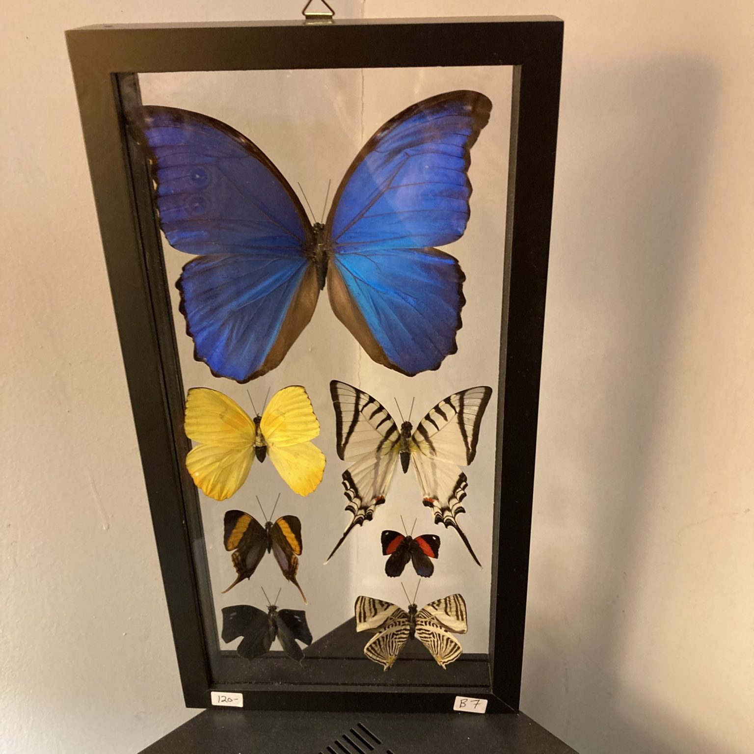 Multiple Butterflies (Framed) - Into the Mystic Shop