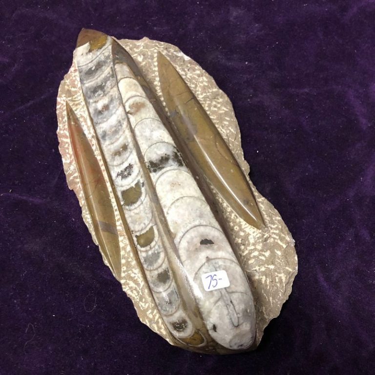 Orthoceras Fossils - Into the Mystic Shop