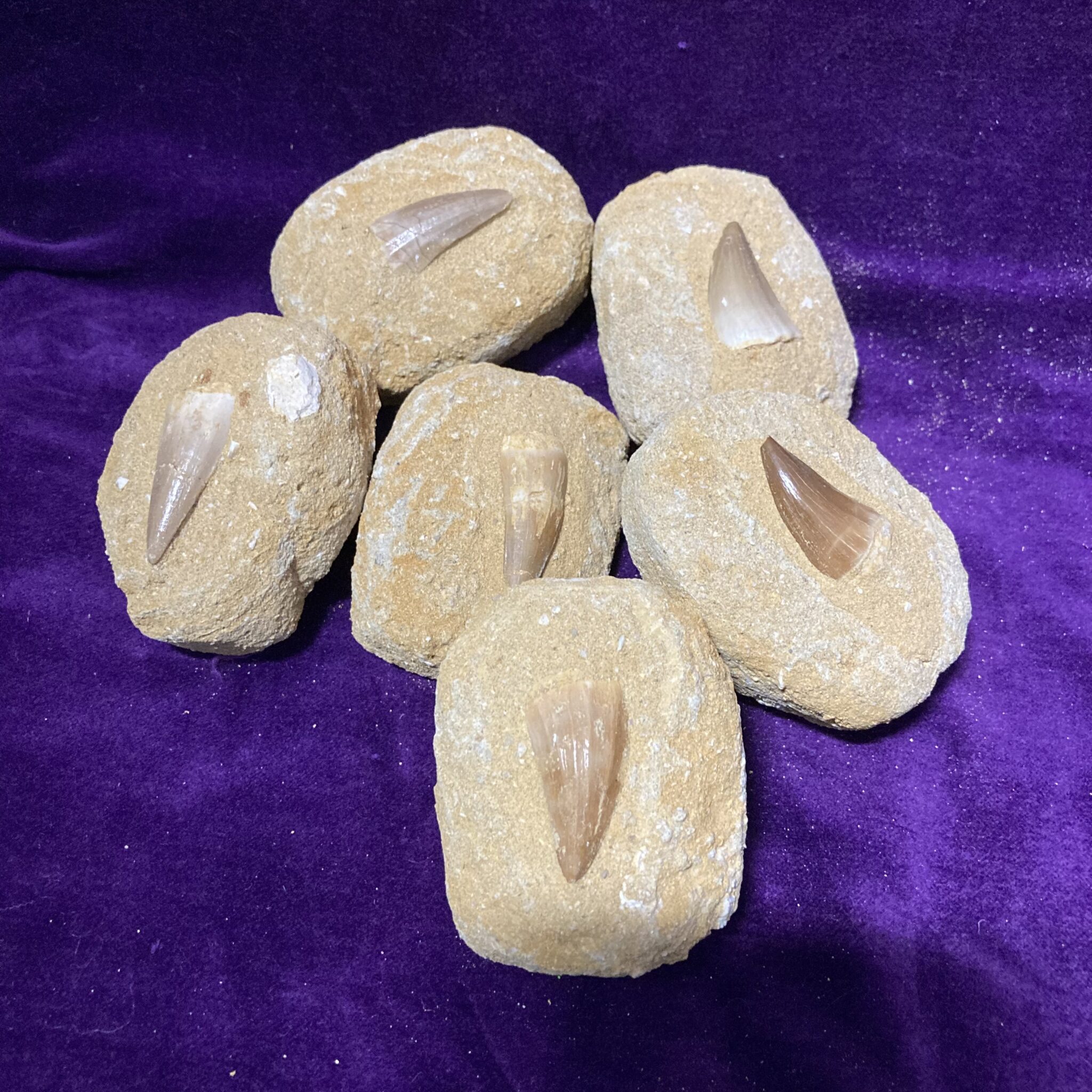 Mosasaurus Tooth - Into the Mystic Shop